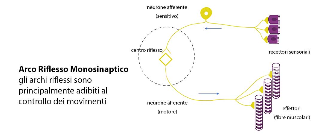 Che Fa Gli Archi Riflessi